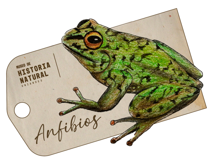 Anfibios - Museo de Historia Natural C.J. Marinkelle